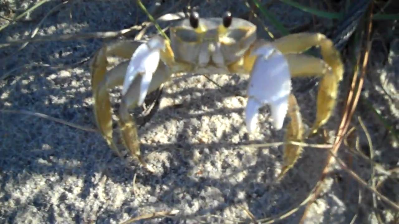 Outer Banks Ghost Crab Protecting Its Beach Path - YouTube