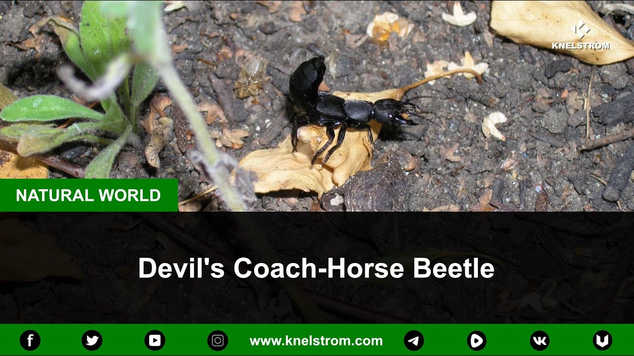 Devils Coach Horse Beetle - YouTube