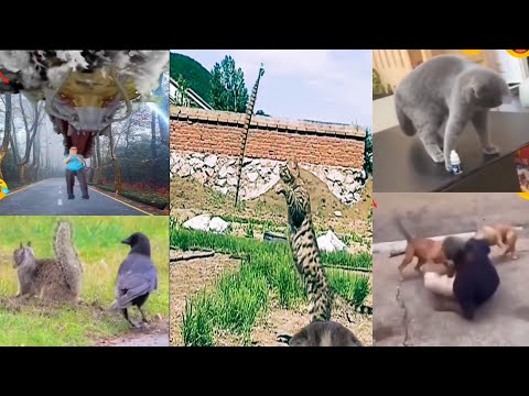 BINGUNG MAU KASIH JUDUL APA YA..? LUCU-LUCU SEMUANYA  #lucu #vidiokocak #lucubanget #vidiongakak