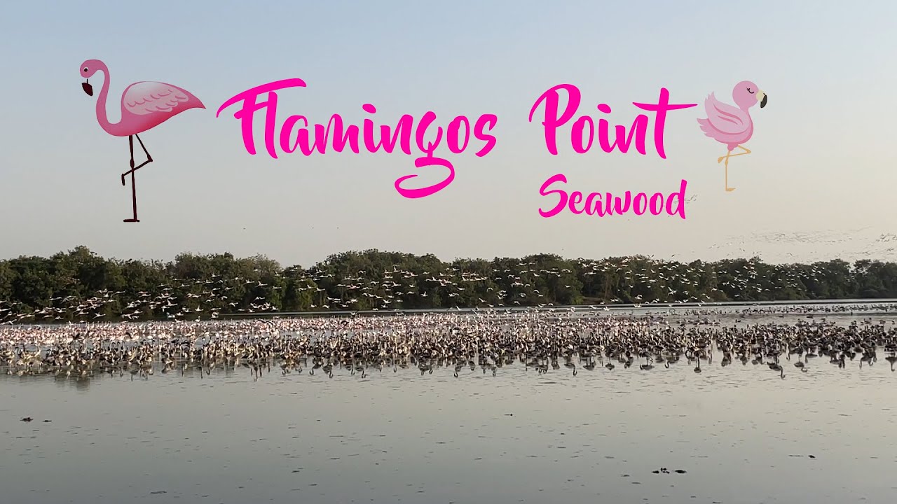 Flamingos Point, Seawood, Navi Mumbai II #travellingspartan #flamingo ...