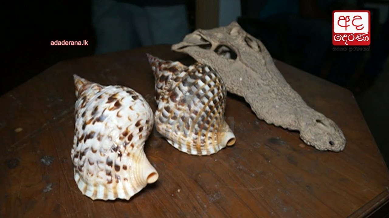 Ukussa uncovers rare seashells racket operating in Ingiriya - YouTube
