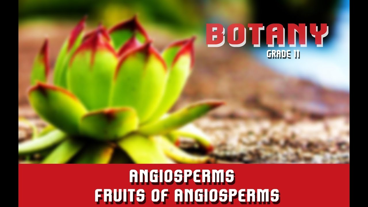 Angiosperms | Fruits of Angiosperms |Structure | Types | Section 7 ...
