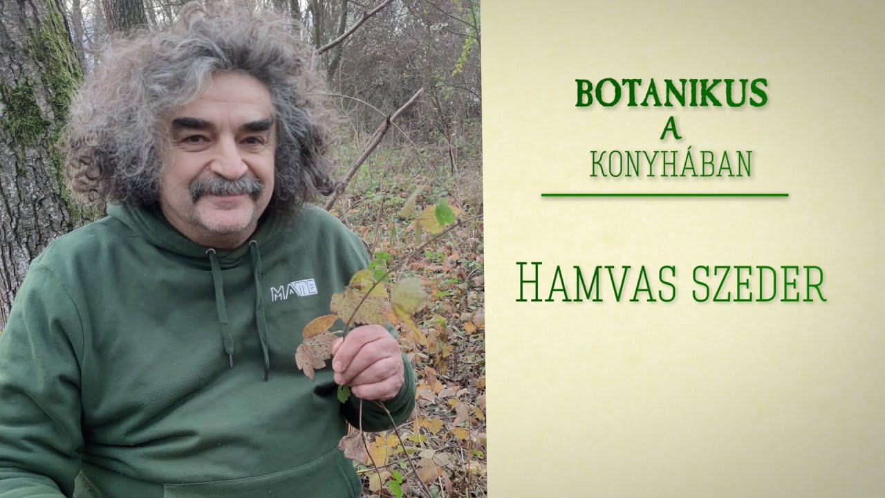 Botanikus a konyhában - 159. A hamvas szeder - YouTube