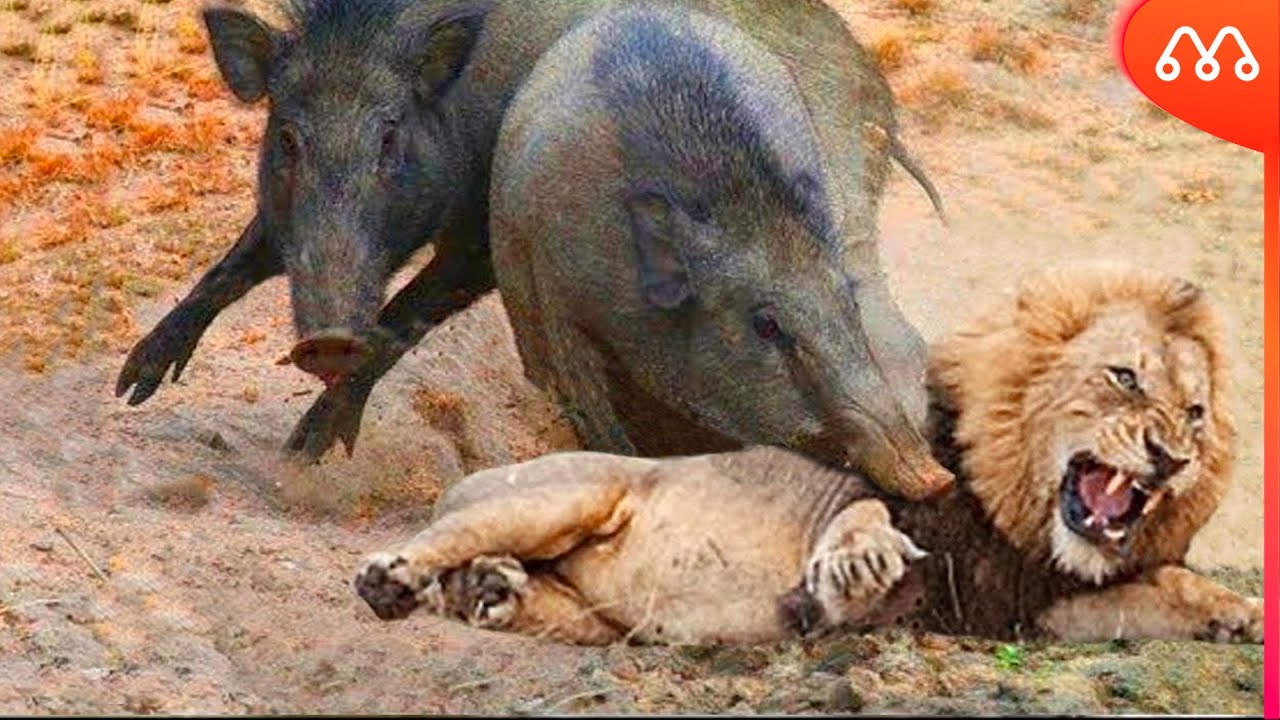 JAVALIS ATACAM LEÃO? - YouTube