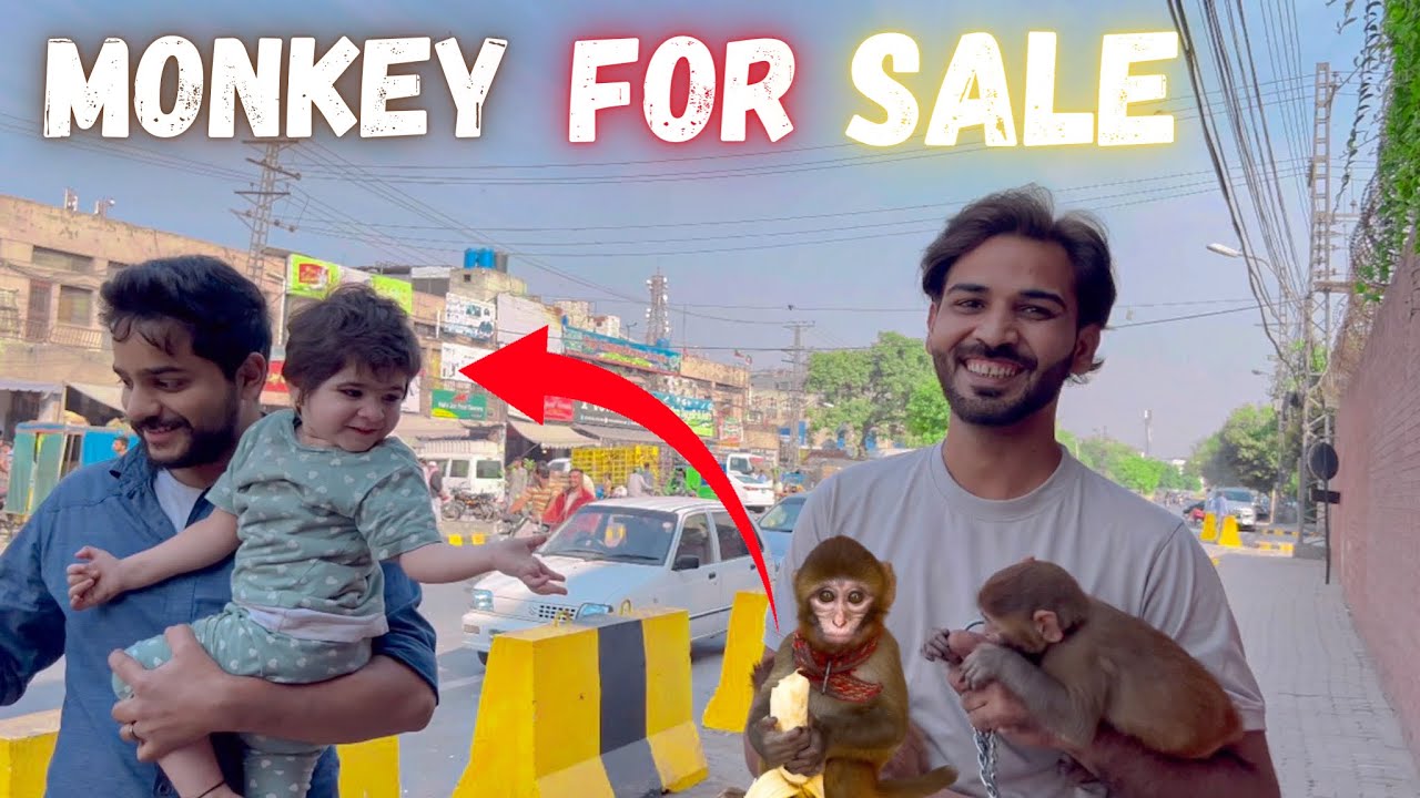 Monkey for sale | Monkey baby for sale in pakistan | Monkey baby price ...