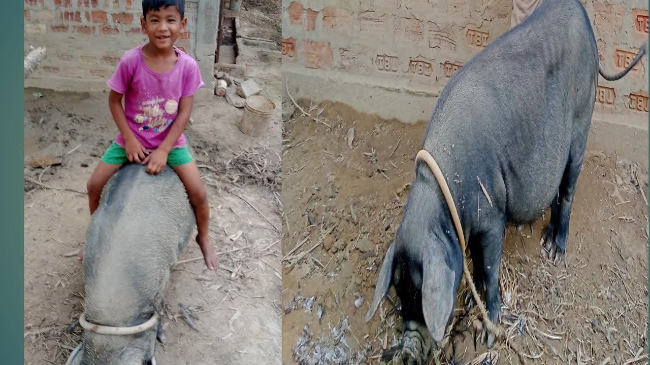 PIG FARM ASSAM LOCAL - YouTube