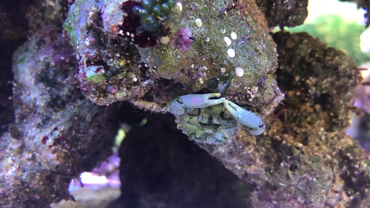Mithraculus sculptus / Emerald Mithrax crab eating Valonia bubble algae ...