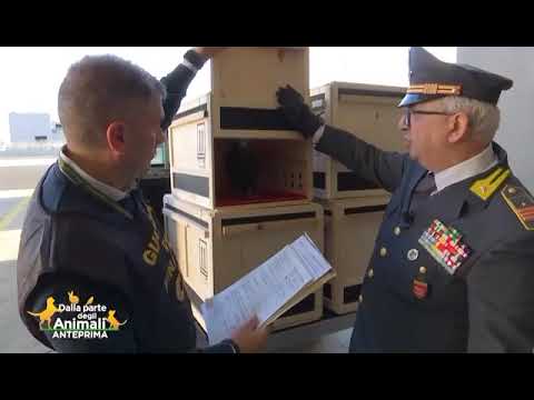 IL NUCLEO CITES DELLA GUARDIA DI FINANZA SALVA TANTISSIMI ANIMALI SELVATICI ED ESOTICI