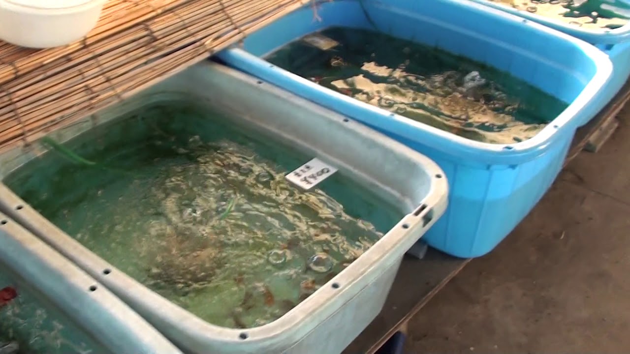 Goldfish Farm ! - YouTube