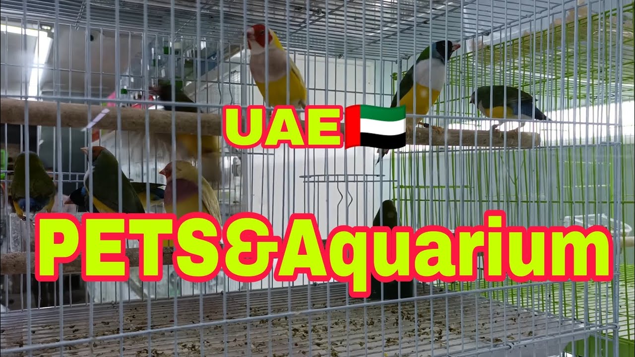 United Arab Emirates- 🇦🇪municipal pets and aquarium-birds, fish, cats ...