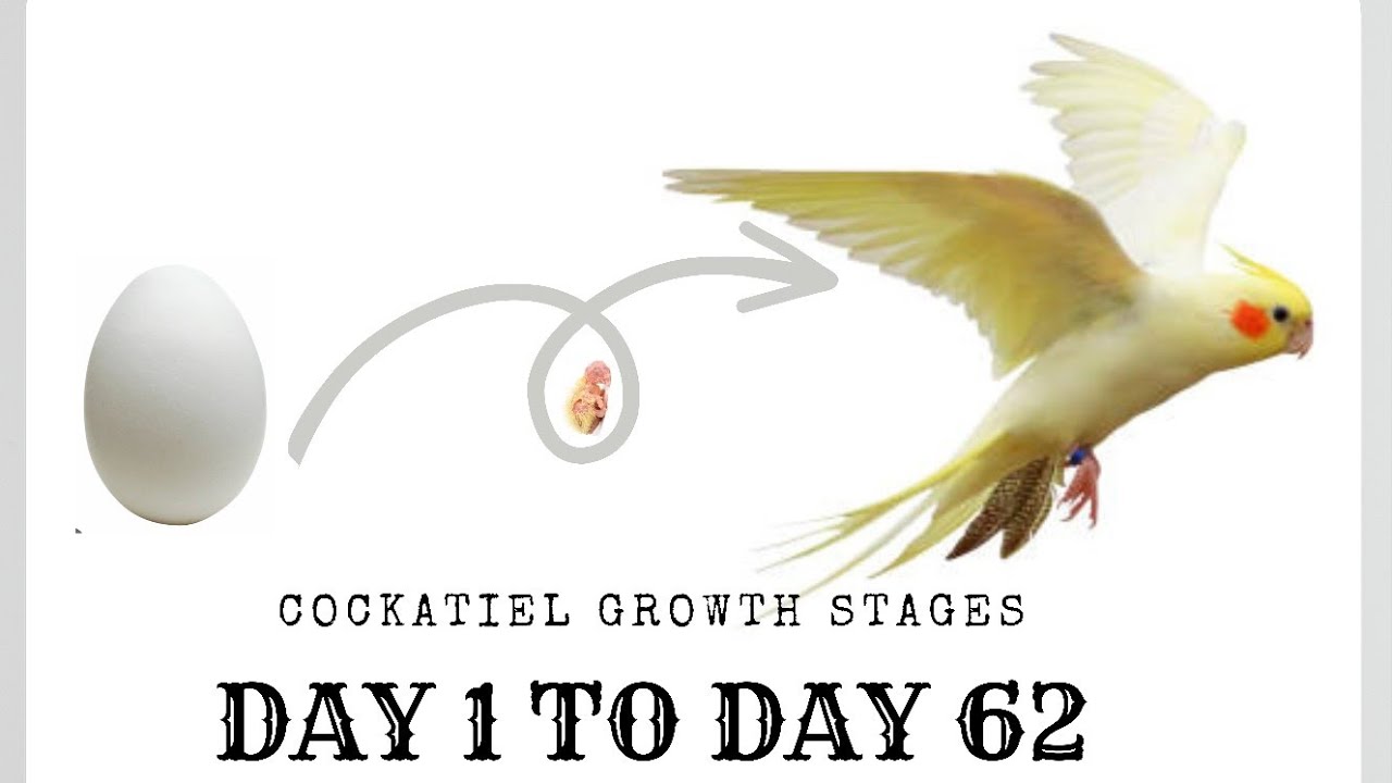 How a cream cockatiel grows from day 1 to day 60 # Cockatiel growth ...