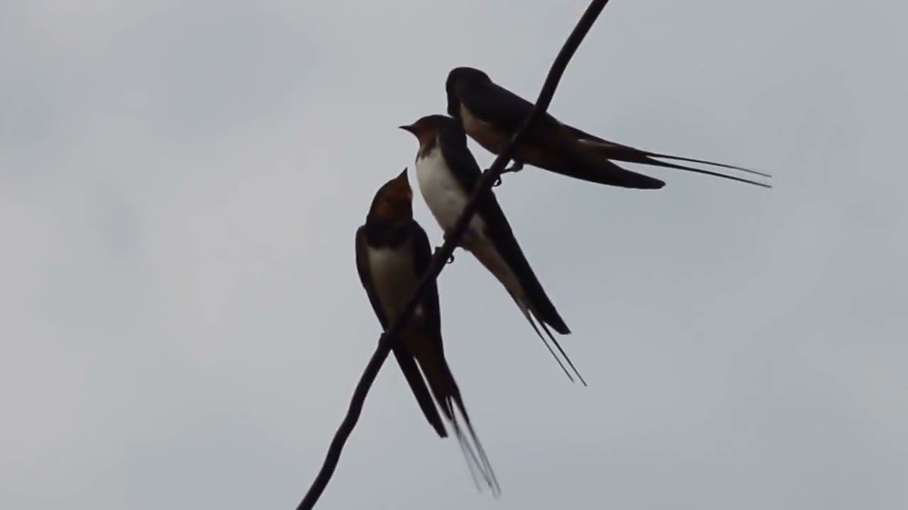 Barn swallows singing - YouTube