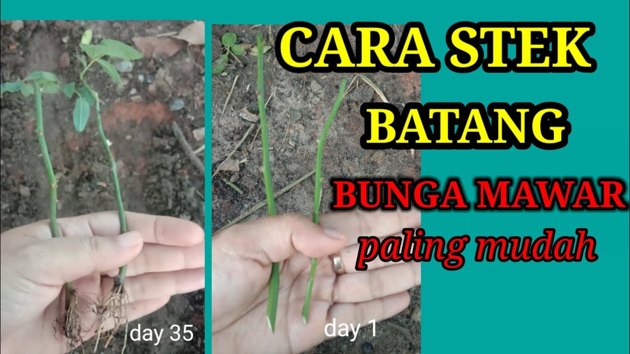 cara paling mudah stek batang bunga mawar || easy way to grow rose from ...