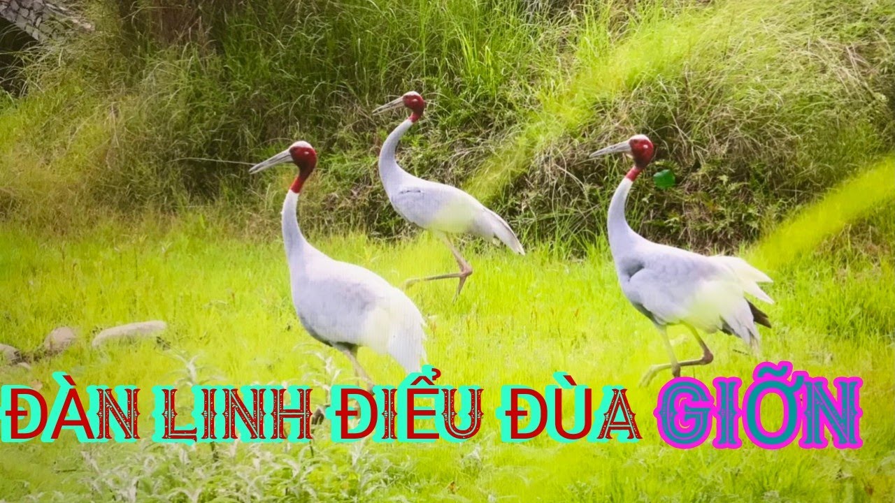CHIM HỒNG HẠC ĐÙA GIỠN Ở AN VIỆT NAM PHẬT QUỐC TỰ// LÂM TỲ NI NELPAN ...