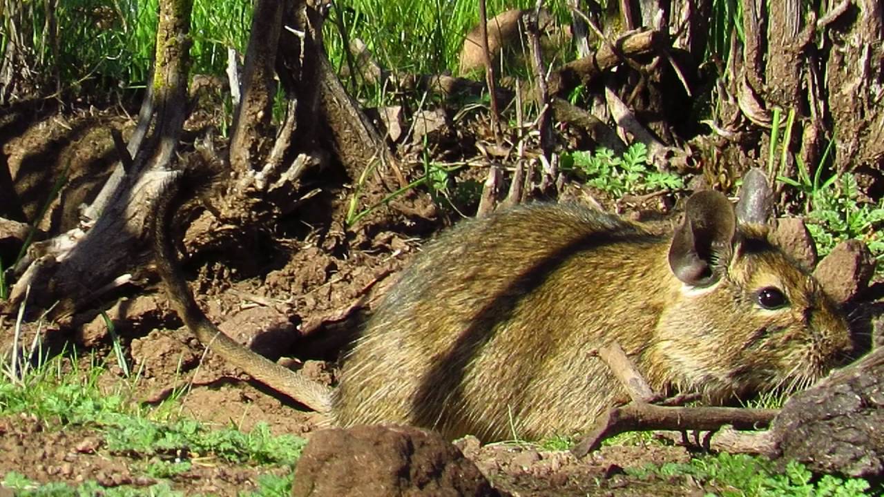 Degú (Octodon degus) - YouTube