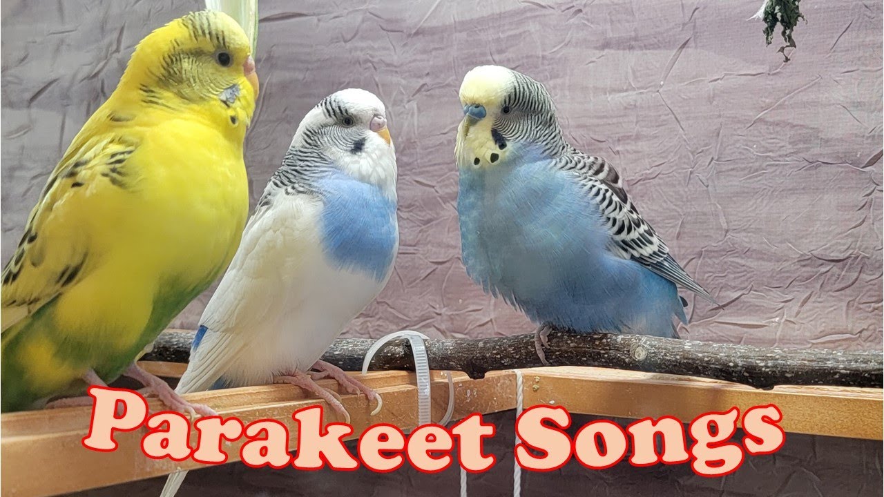Chirping of Parakeet Budgie Birds 10 Hr , Listen to Nature Bird Songs ...