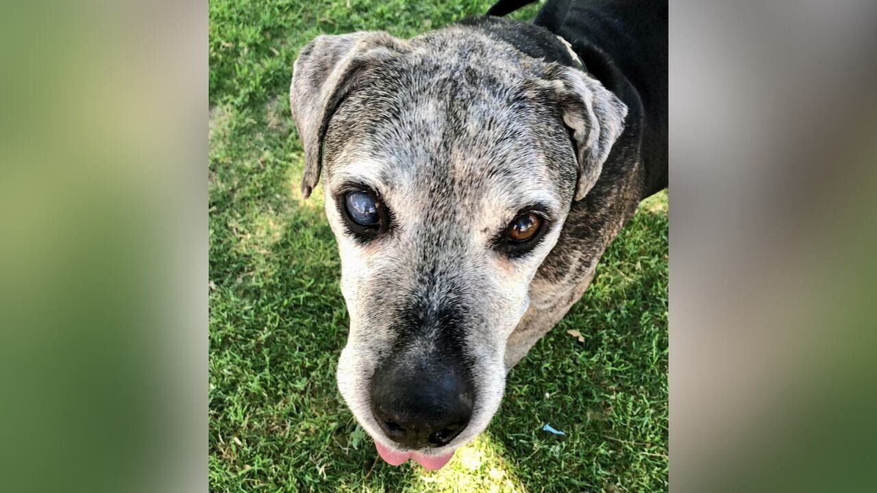 Senior dog who was partially blind, deaf passes away after finding ...