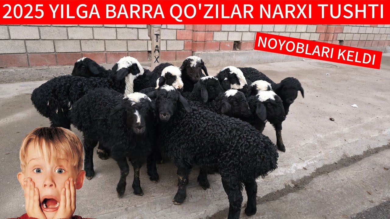 1MLN BARRA 700MING QO'ZILAR NARXI TUSHTI 2025 YILGA RIVOJIDDIN AKA ...