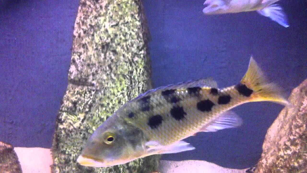 fossorochromis rostratus breeding - YouTube