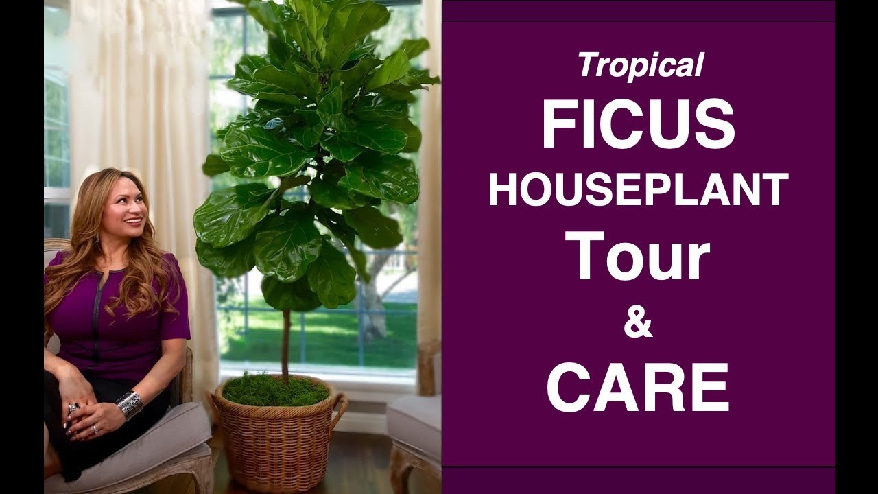 INDOOR FICUS PLANT CARE & FICUS HOUSE PLANT TOUR! - YouTube