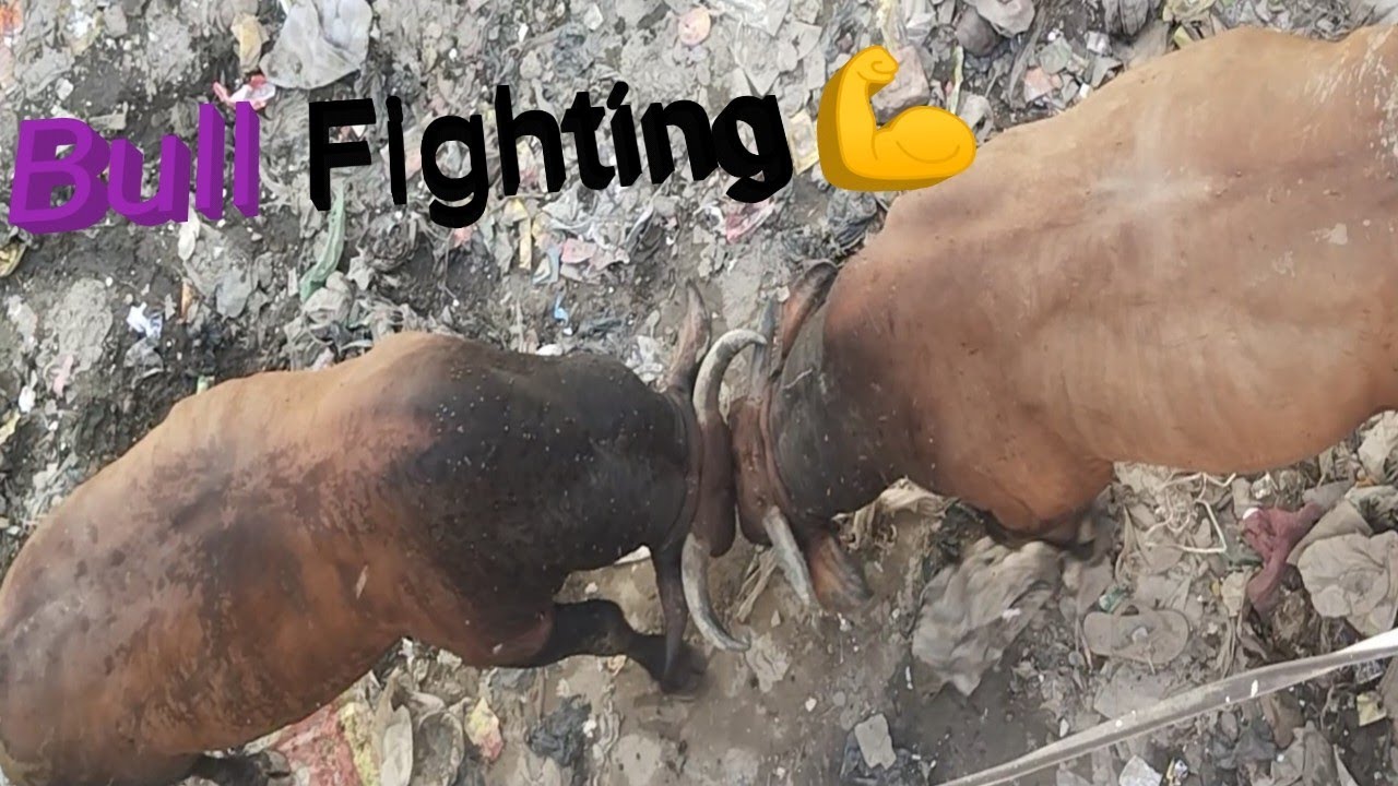Dangerous Bull 🐂 fighting, khatarnak saand ki ladai 2023 ! - YouTube