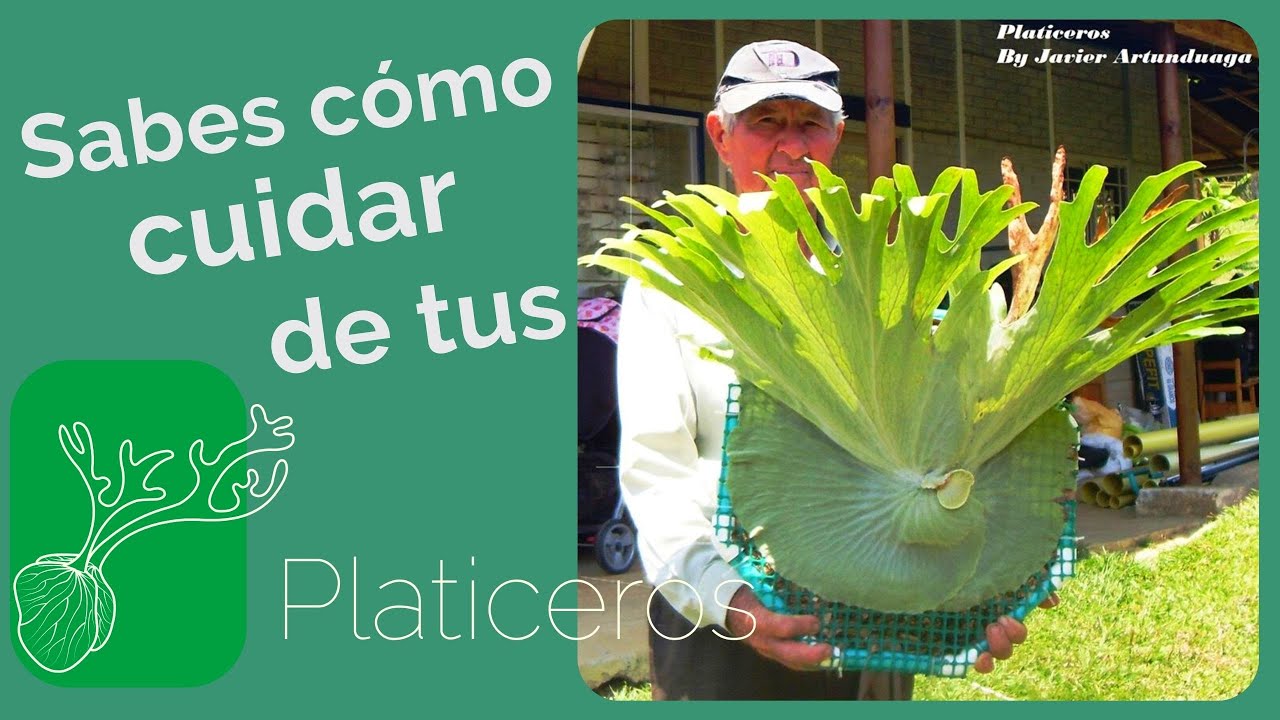 👨🏻‍🦳¿Sabes cuidar CUERNOS DE ALCE? Aprende como hacerlo!☘️ - YouTube