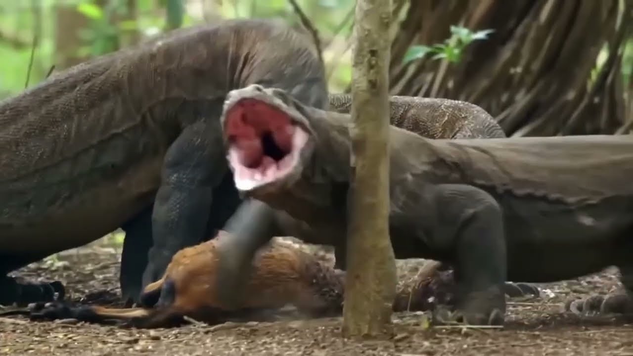 This Little Girl Was EATEN ALIVE by a Komodo Dragon In Front Of Her ...