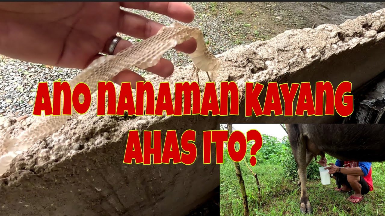 Ang daming nakuhang gatas ng kalabaw | Naglabasan na ang mga ahas sa ...