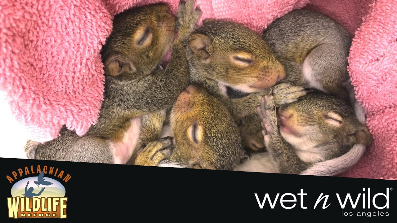 Wands for Wildlife x wet n wild Beauty - YouTube
