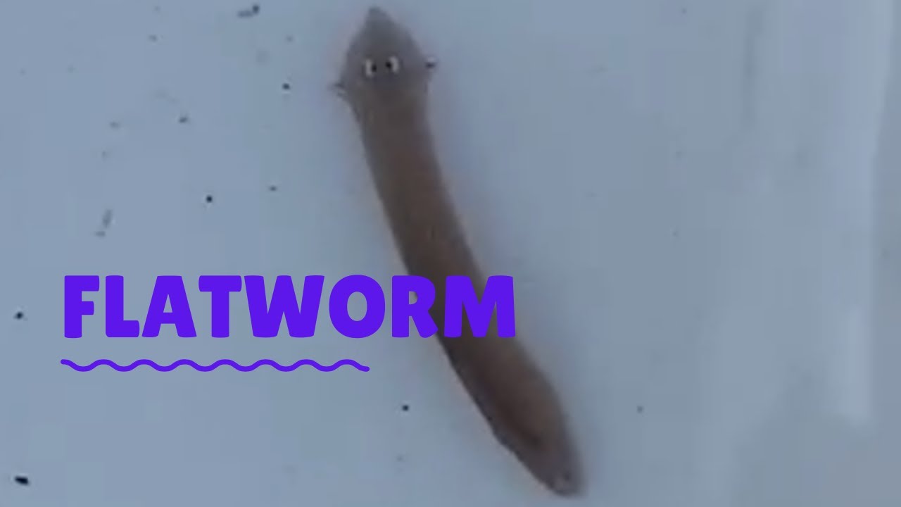 Flatworm - YouTube