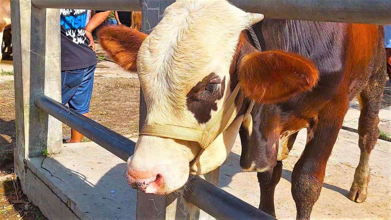 SUARA SAPI MOO 3 MENIT SUARA SAPI ASLI , COW SOUND EFFECT 3 MINUTES ...