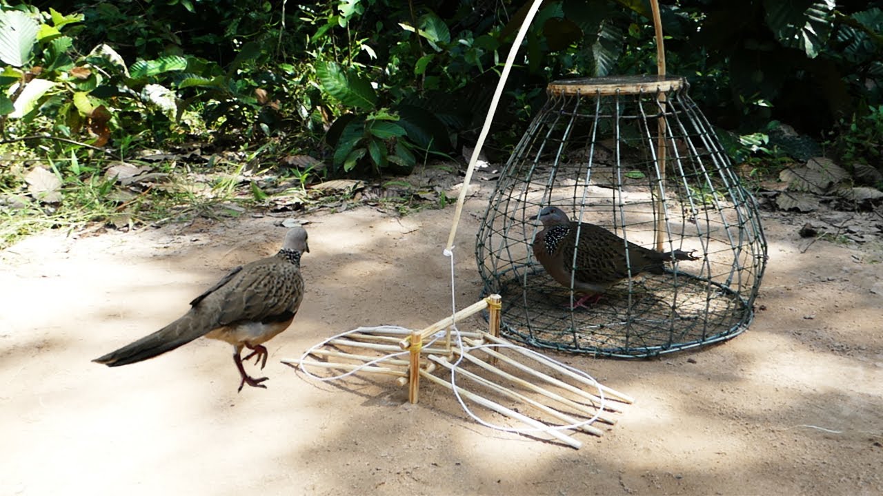Easy Catch Dove With Quick Traps - Unique Dove Traps In Jungle - YouTube