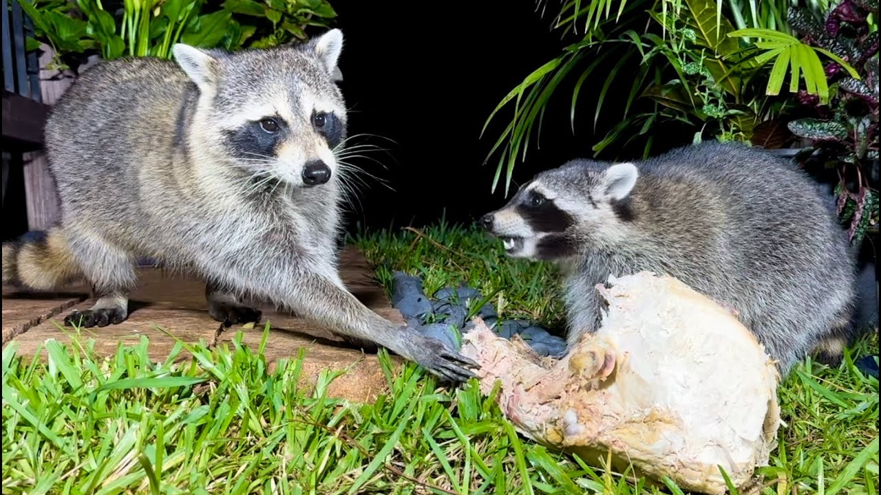 Raccoons Share Thanksgiving Turkey - YouTube