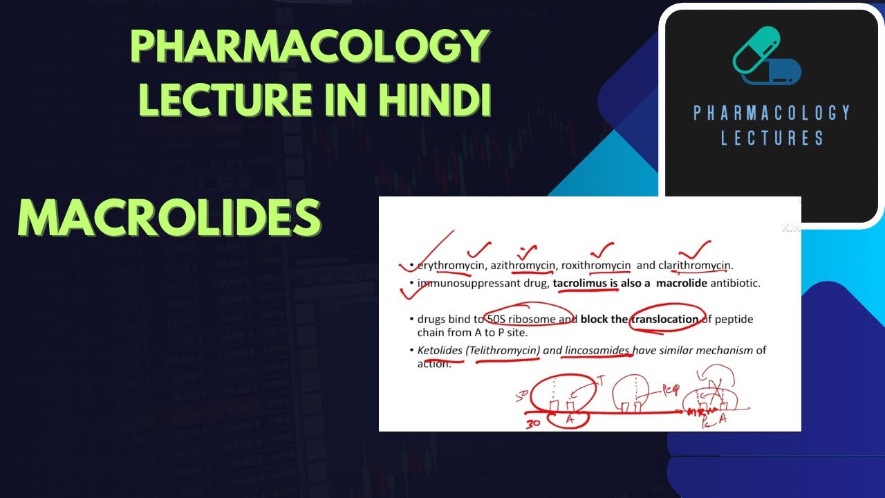 Macrolides. Antimicrobial . Mechanism of action, uses and adverse ...
