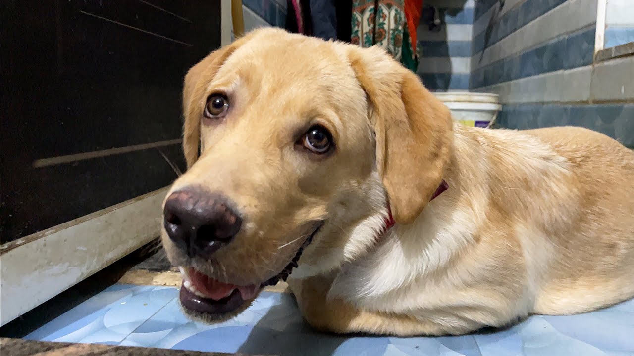 Labrador puppy scratching the door for no reason🙄 | Little John | - YouTube