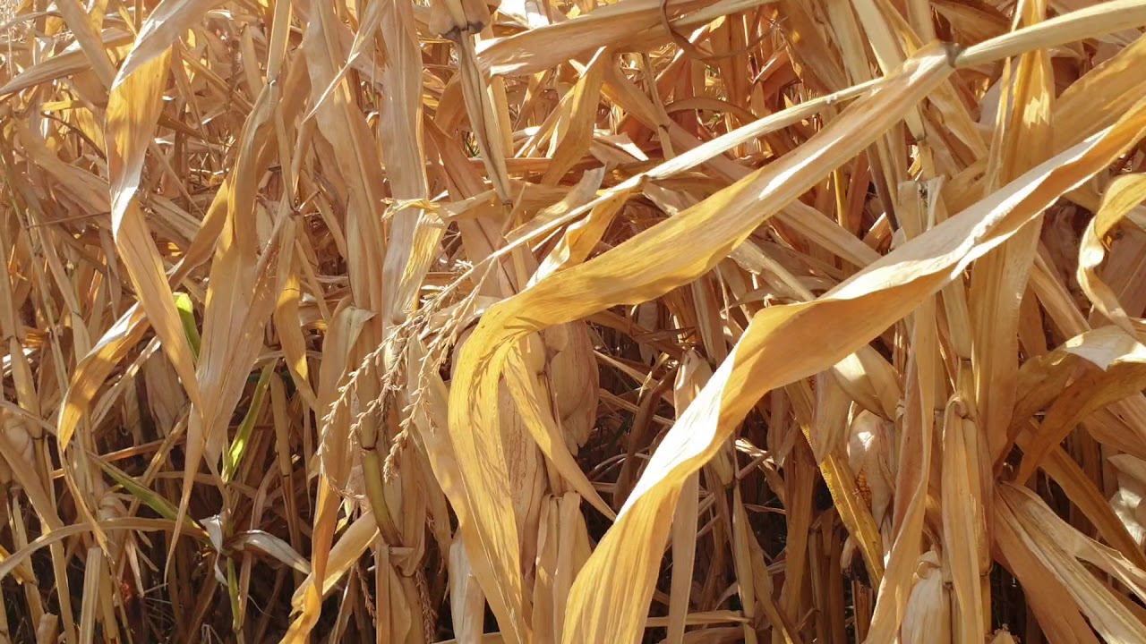 Wandering inside corn field ll Stock Footage - YouTube
