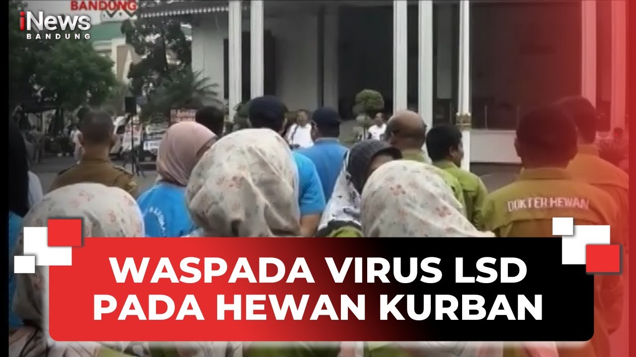 WASPADA VIRUS LSD PADA HEWAN KURBAN @InewsJabar (040624) - YouTube