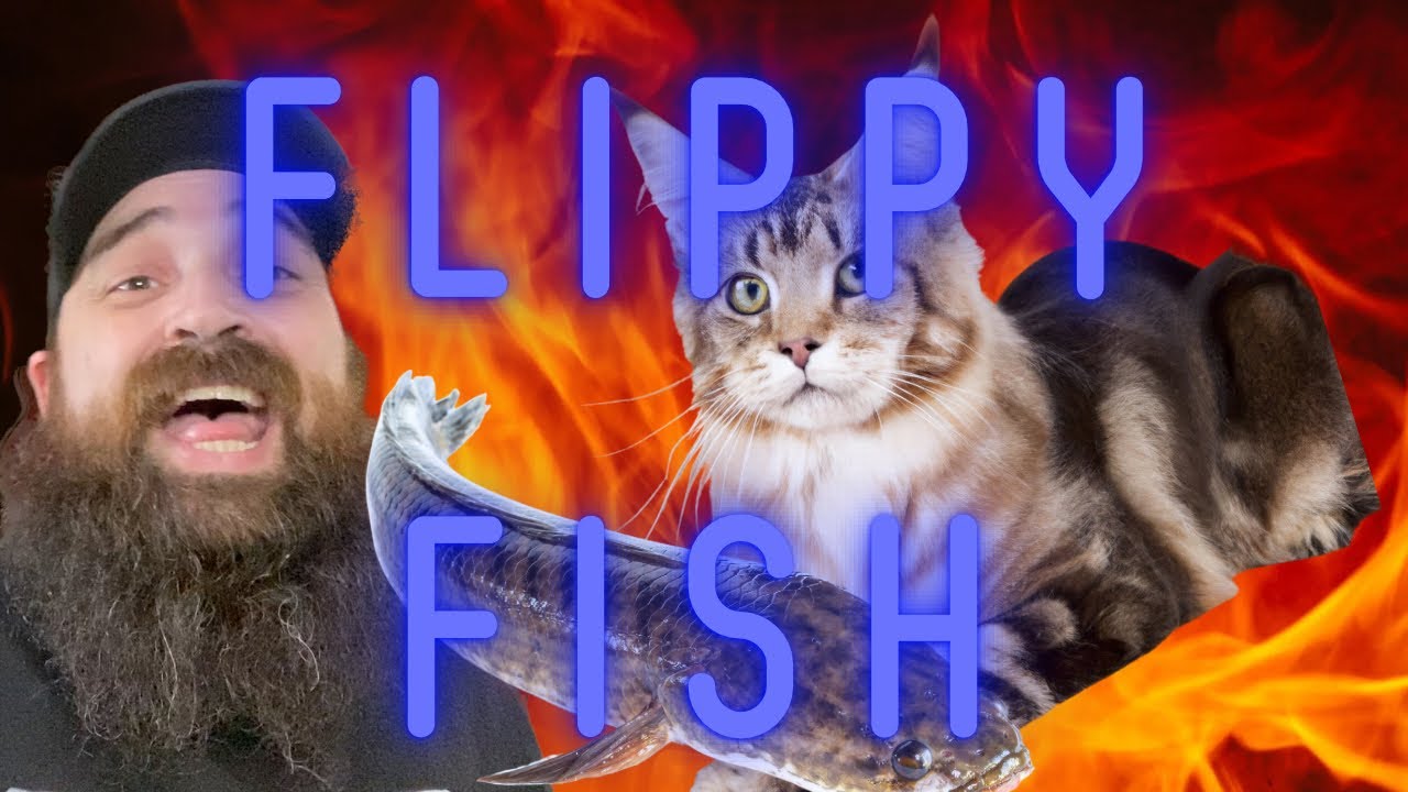 This Cat LOVES this Flippy Fish!!! WATCH TIL THE END!! - YouTube