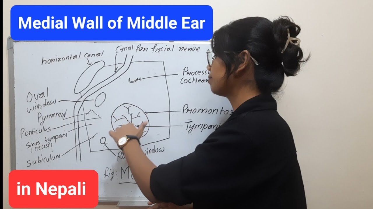 Medial Wall of Middle Ear/ENT Lecture 1 - YouTube