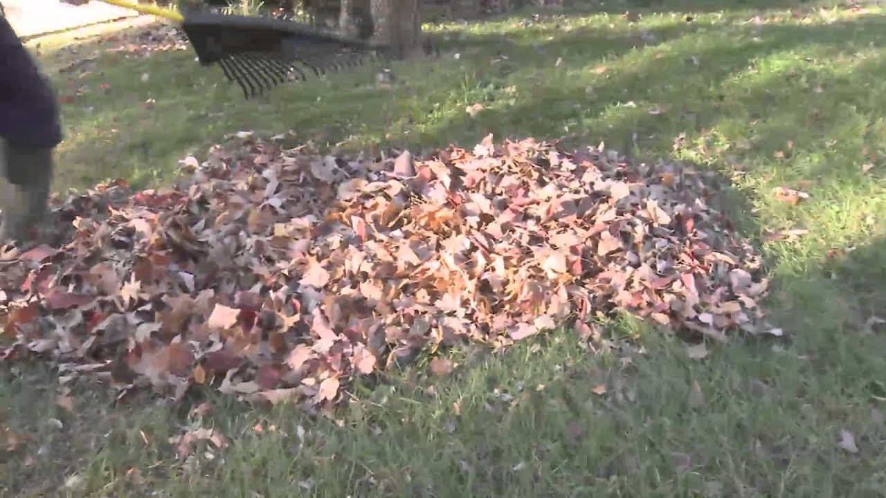Leaf Collection - YouTube