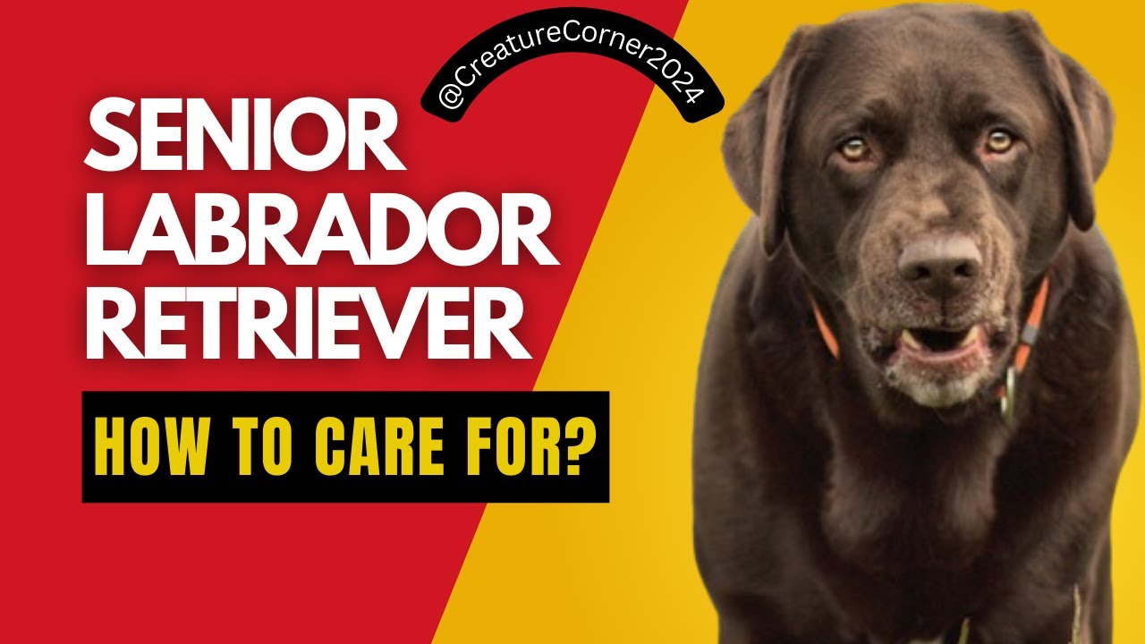 How to care for a senior Labrador Retriever - YouTube