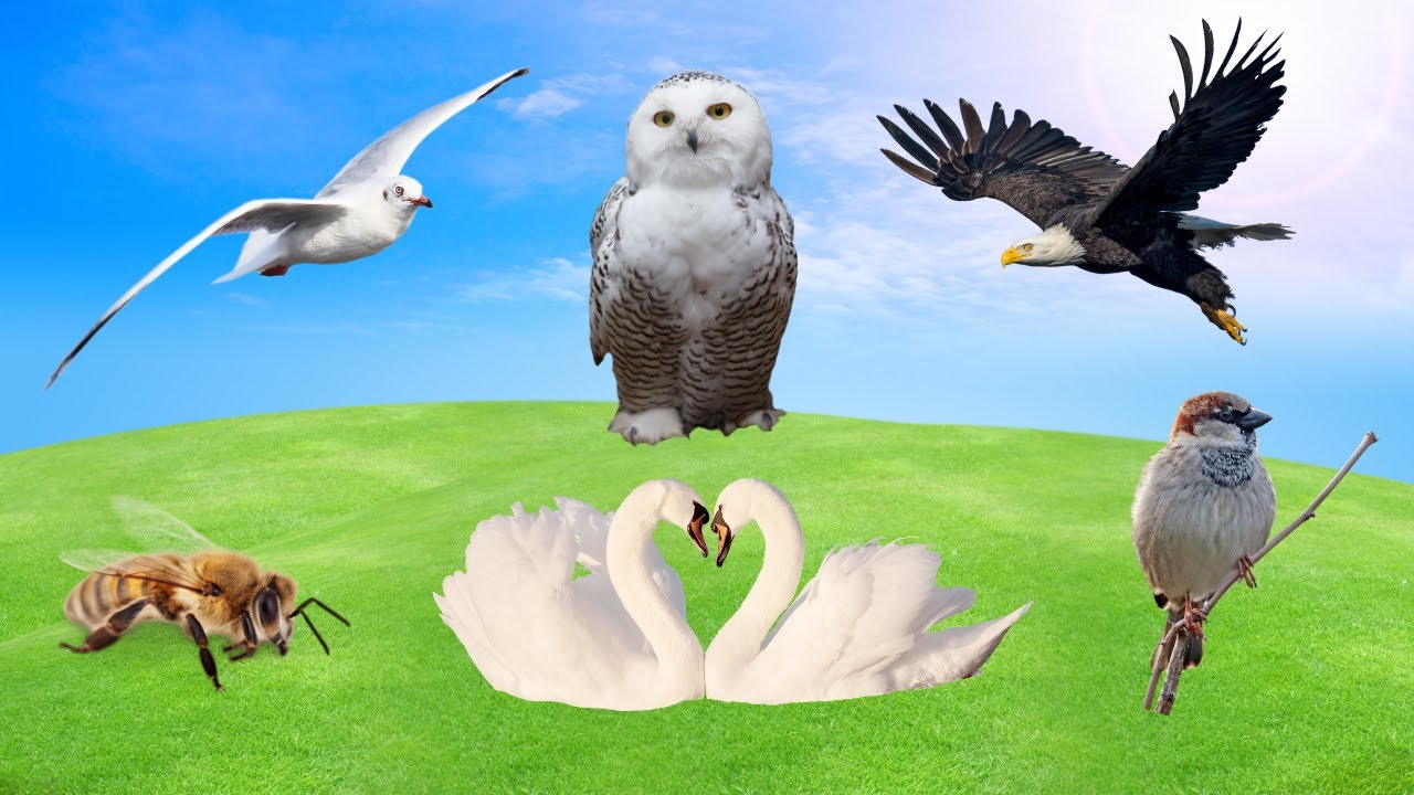 An Exploration of Different Flying Species: Owls, ,Bats, Bees, Eagles ...