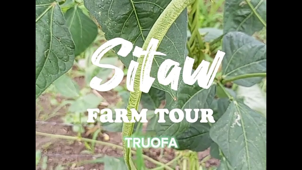 Silipin natin ang taniman ng Sitaw - YouTube