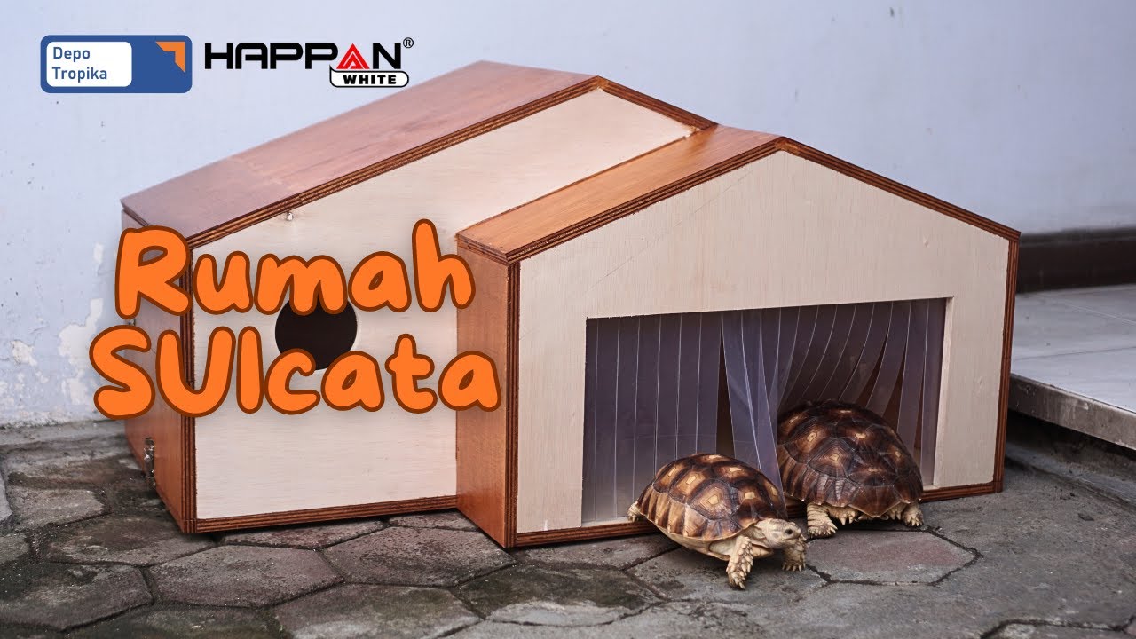 DIY rumah outdoor kura sulcata pakai HAPPAN White | Outdoor sulcata ...