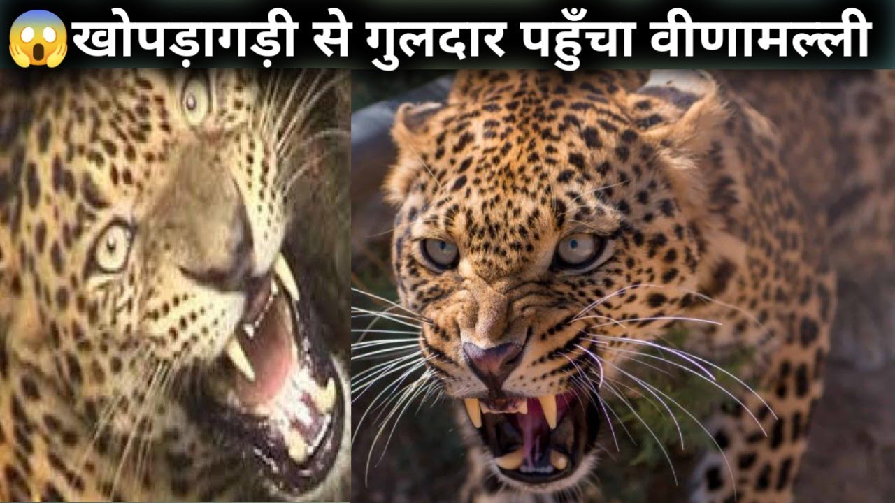 दूसरा वार खोपड़ागड़ी से सीधा बीणामल्ली पहुँचा गुलदार#guldar #tiger # ...