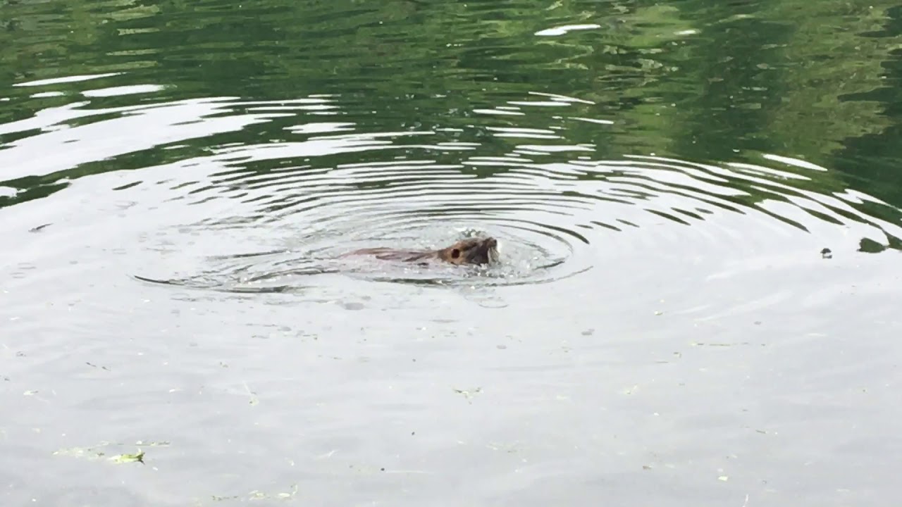 Nutria sul fiume Adda fra Imbersago e Paderno d'Adda - YouTube