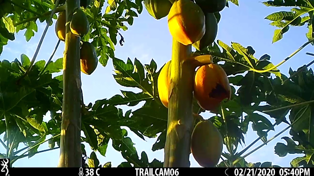 What are feeding on the payapa - YouTube