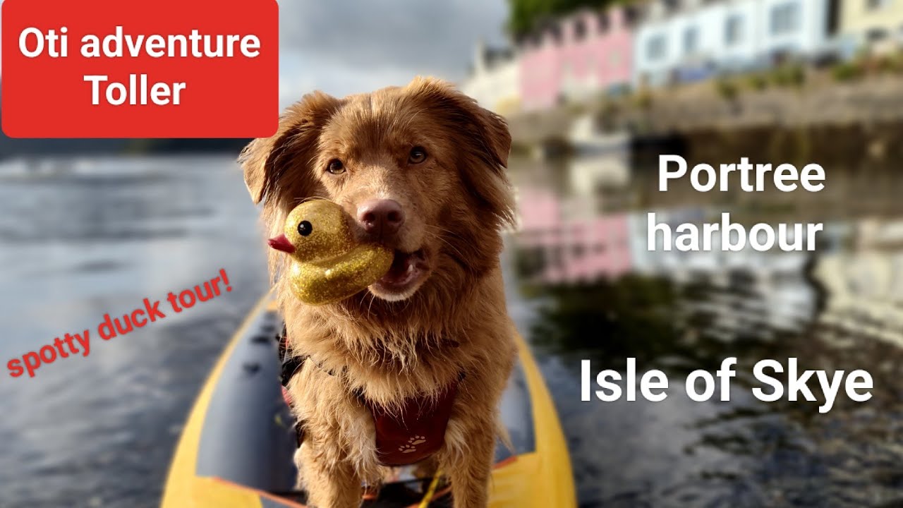 The Toller dog and spotty duck tour - Portree harbour, Isle of Skye, so ...