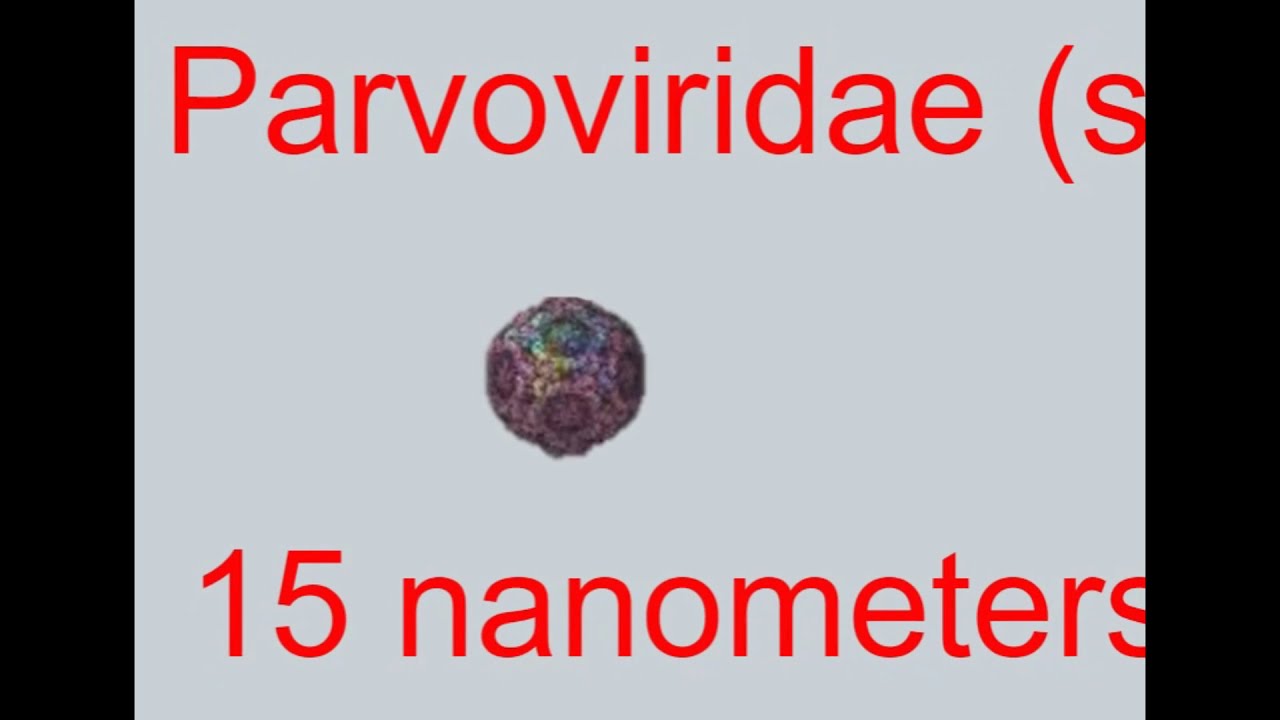 microscopic size comparison (bacteria viruses and cells) - YouTube