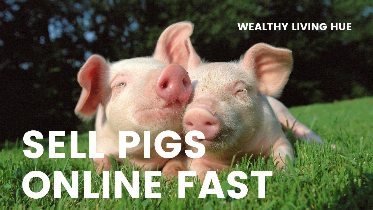 How to Sell Your Pigs Online - YouTube